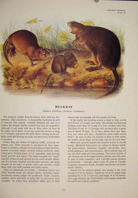 Original Old Antique Print Muskrat Rat Rats Shrew Mouse Rodent Color ...