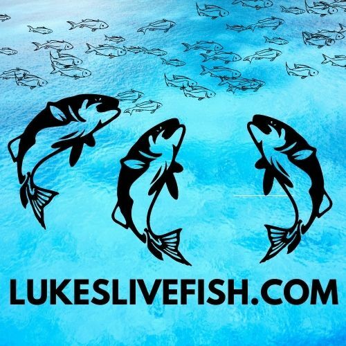 10+ Live Bluegill Fish,Bream,Sun Fish (SMALL) GUARANTEE ALIVE (FREE ...