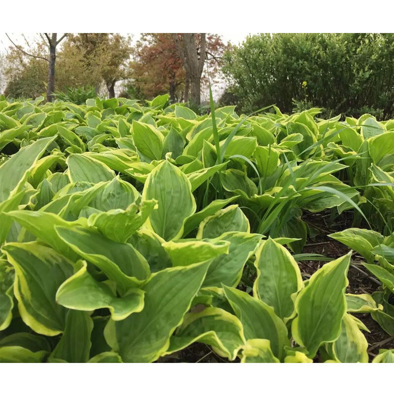 Hosta Seed 100 Hosta Plant Seeds Hosta plantaginea Garden Flowers | eBay
