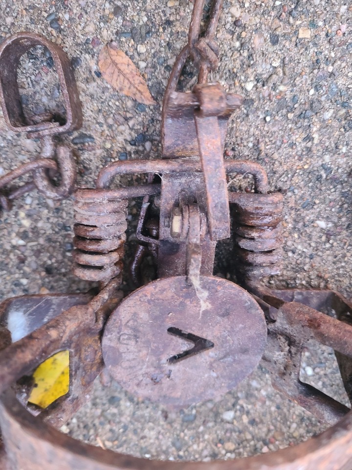 Victor 1 1/2 coil spring animal traps. Lot Of 6. Double Swivels. | eBay