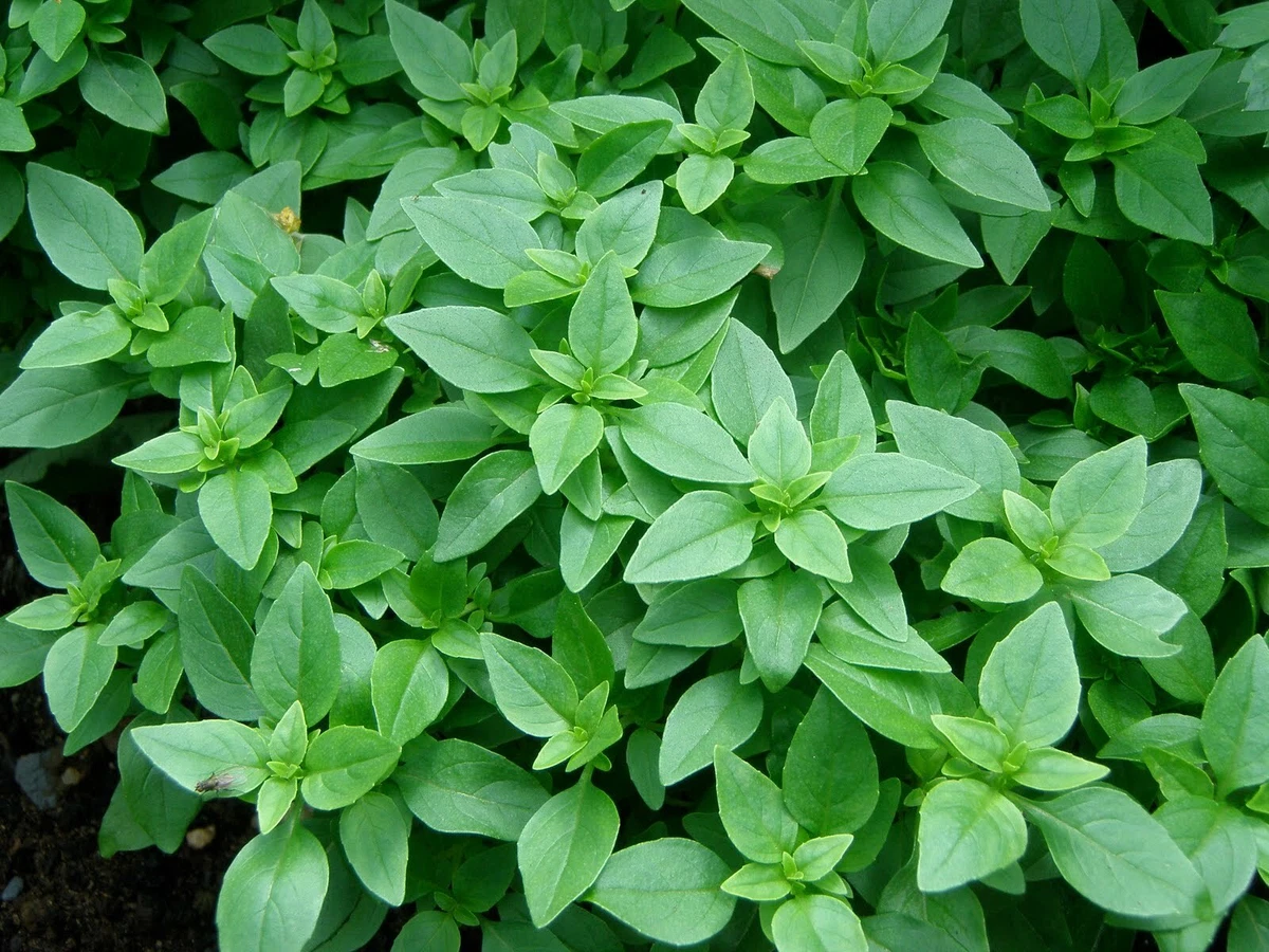 Spice Basil Plant