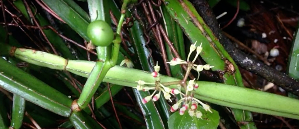 Very Rare Dried Cissus Quadrangularis Plant Veldt Grape Drink Bone ...