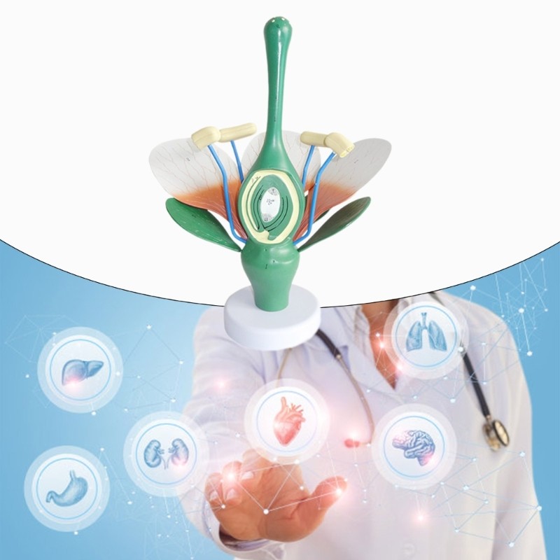 Realistic Flowel Leaves and Stamens Anatomy Models Biology Teaching ...