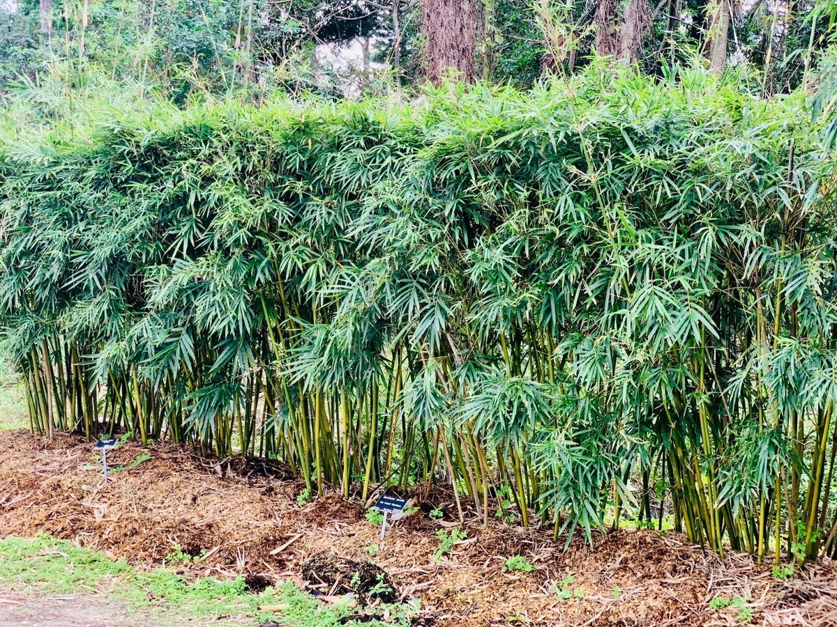 Dwarf Running Bamboo