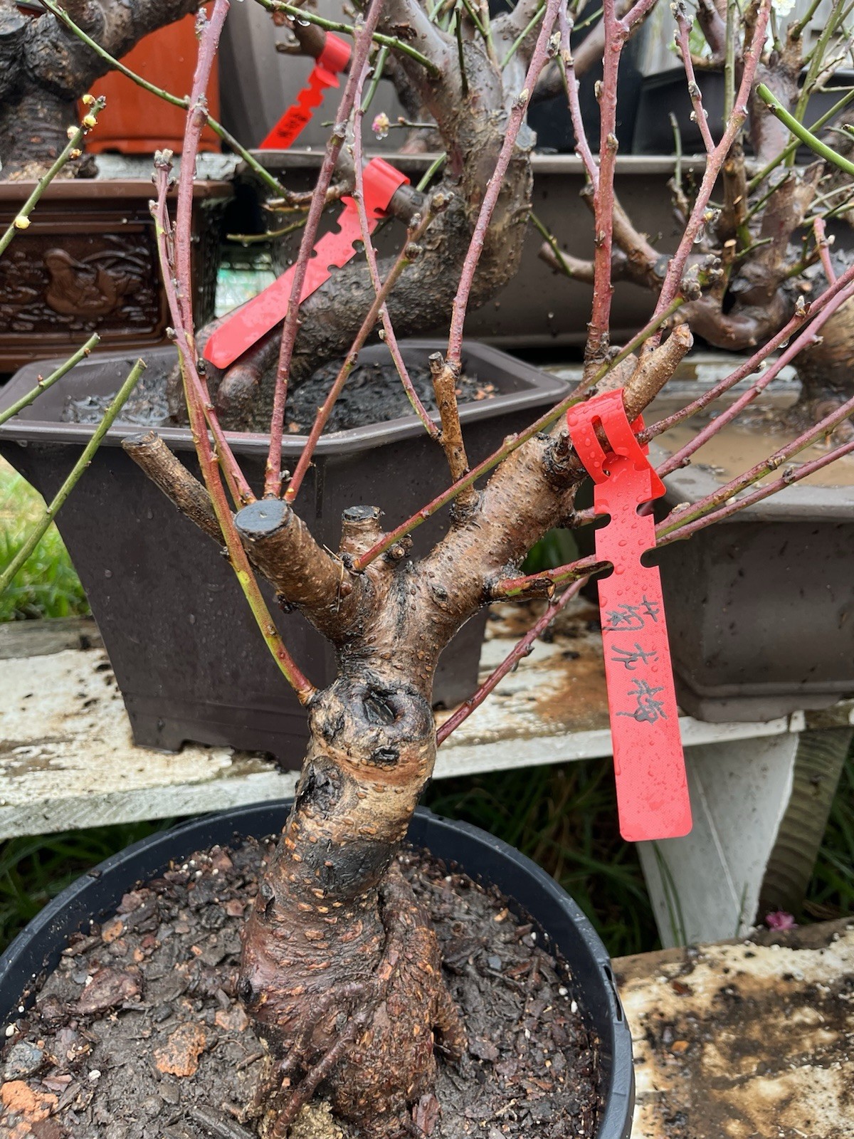 Big Trunk Japanese Plum bossom Bonsai Juhua 菊花梅提根老桩Tree over14-15 Years ...