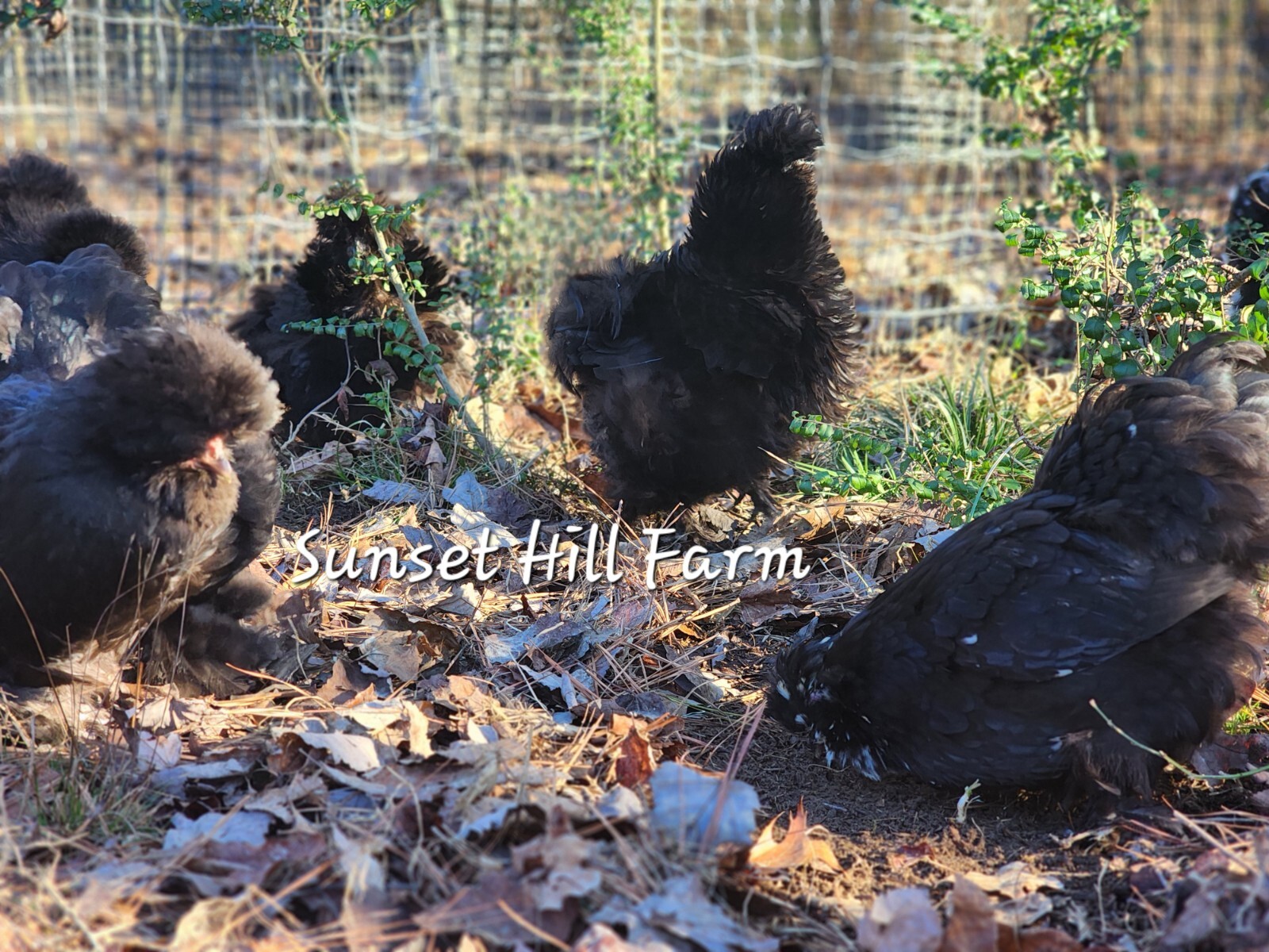 Silkie hatching eggs Chocolate Mottled SL Silkie, Showgirl, Frizzle ...