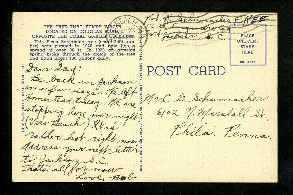 Tree postcard Artesian Tree Miami, Florida FL linen Curt Teich | eBay