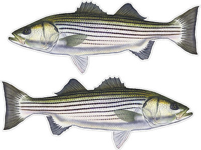 2 STRIPED BASS FISH DECALS STRIPER FRESHWATER SALTWATER ROCK FISH ...