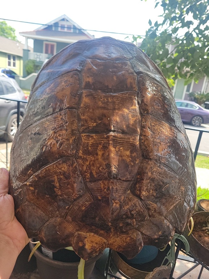 Large Snapping Turtle SHELL | eBay