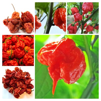 Carolina Red HOT PEPPER NEW SEEDS 55Super Hot, BONNET Genuine Viable ...