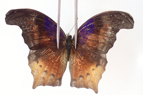 N21090. Insects butterflies: Nymphalidae sp. Vietnam, Nghe An | eBay