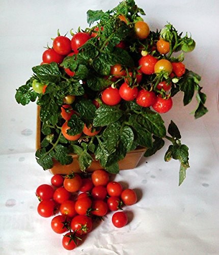 30 Dwarf Red Robin Tomato Seeds, Heirloom Non-GMO, Sweet, Low Acid ...
