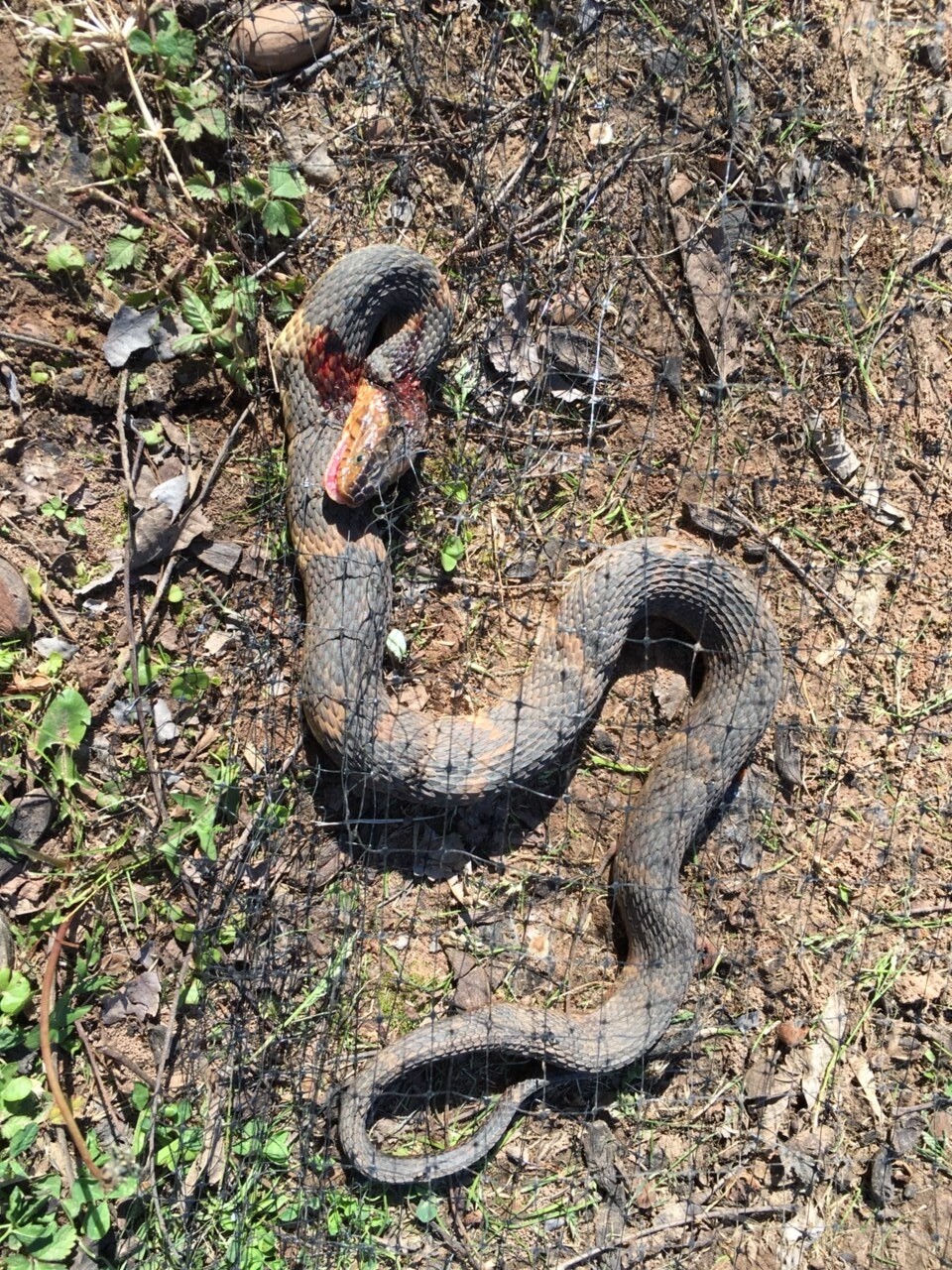 Eve'S Revenge Snake Snares Animal Barriers 100' Snake Trap + Fence ...
