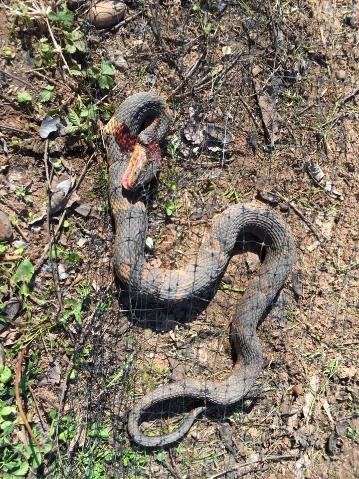 Eve'S Revenge Snake Snares Animal Barriers 100' Snake Trap + Fence ...
