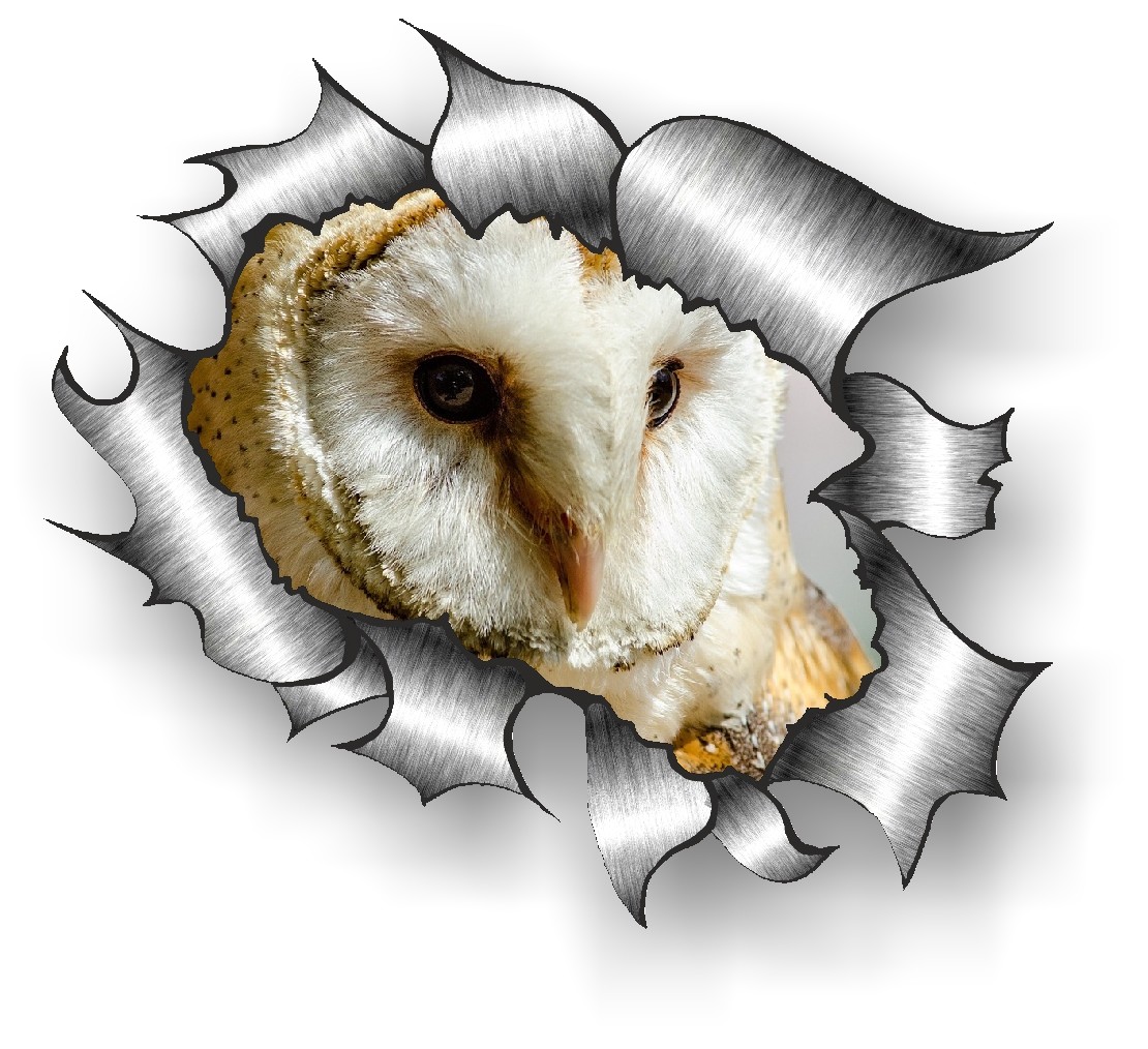 CLASSIC Ripped Open Torn Metal Rip & Beautiful Barn Owl Bird vinyl car ...