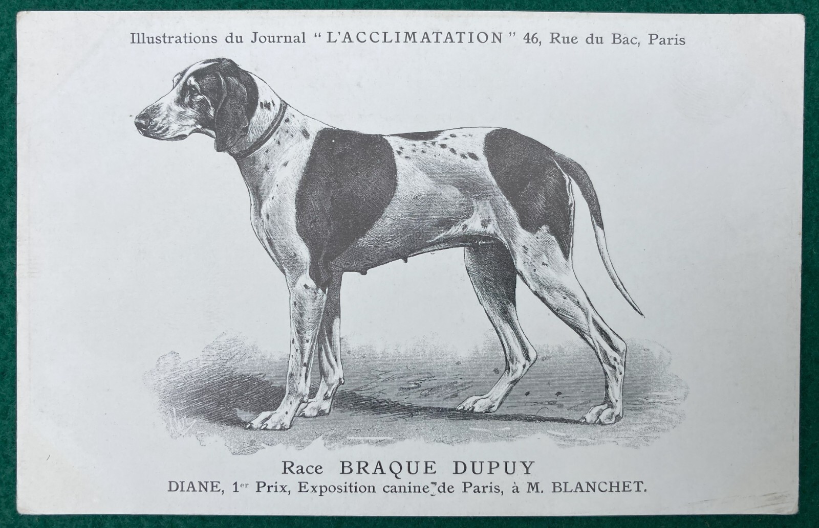 Braque Dupuy Pointer French Litho Postcard Paris Circa 1910 Dog ...