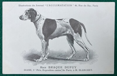 Braque Dupuy Pointer French Litho Postcard Paris Circa 1910 Dog ...