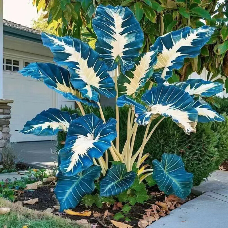 Black Caladium Flowers 100 Seeds Araceae Elephant Ear Heart of Jesus ...