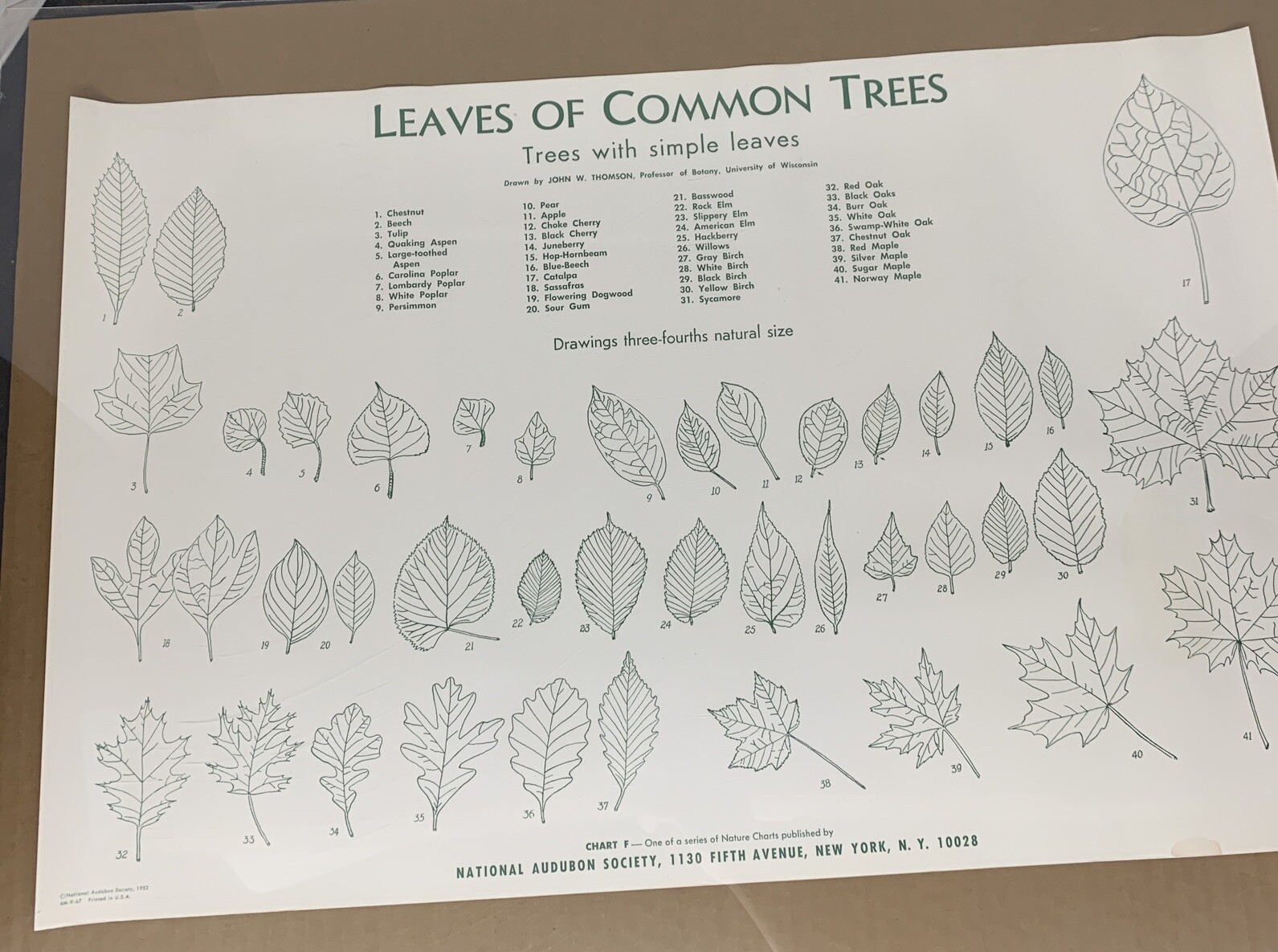 Rare 1952 National Audubon Society, Leaves Of Common Trees, Educational ...