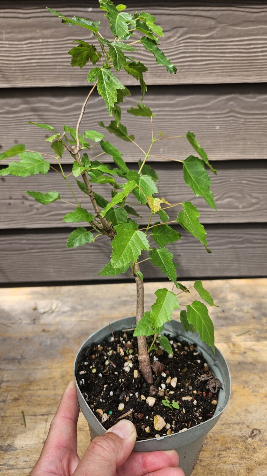 Amur Maple Tree Pre Bonsai Tree - Subtle curve #1 | eBay