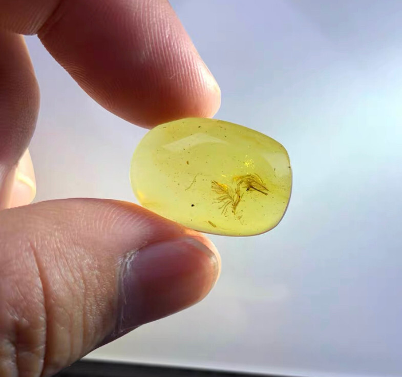 Burmese fossil burmite Cretaceous amber insect feather fossil amber ...