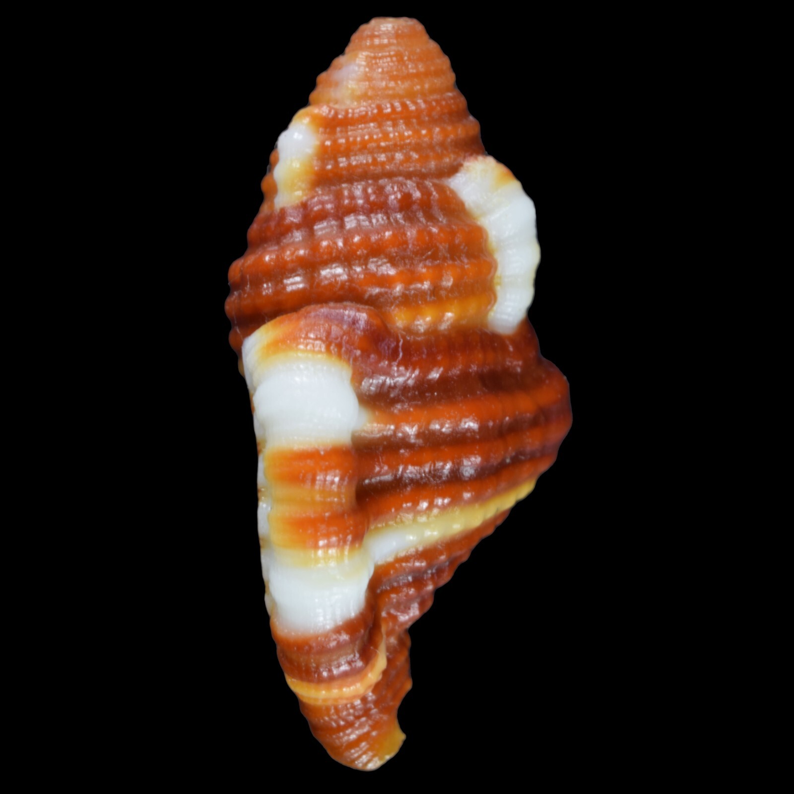 SEPTA RUBECULA (Olango Isl., Philippines) 24.8mm #47369 | eBay