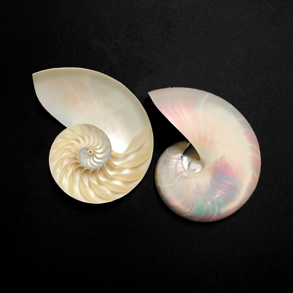 Pearl Nautilus Seashell