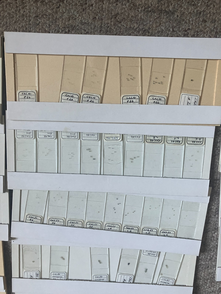 3 X BOXES Vintage Glass Specimen Microscope Slides UKNOWN JOB LOT | eBay UK