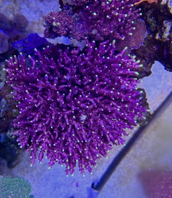 Jason Fox Fox Flame Acro - Live Coral Frag SPS/Acropora | eBay