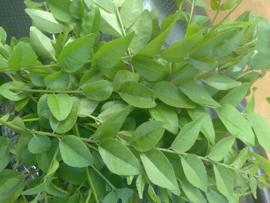 CURRY KARAPINCHA LEAVES Powder Tea Bags Natural Organic Dried Ceylon ...