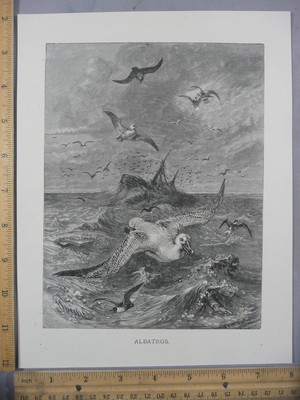 Rare Antique Orig VTG Albatross Albatros Birds Over Ocean Illustration ...