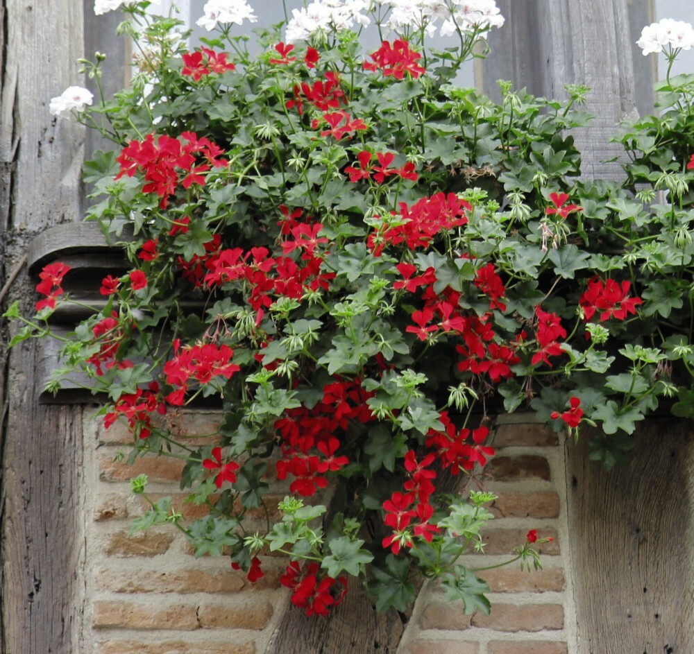 T&M Geranium Balcon Red Garden Flowering Half-Hardy Perennial Jumbo ...