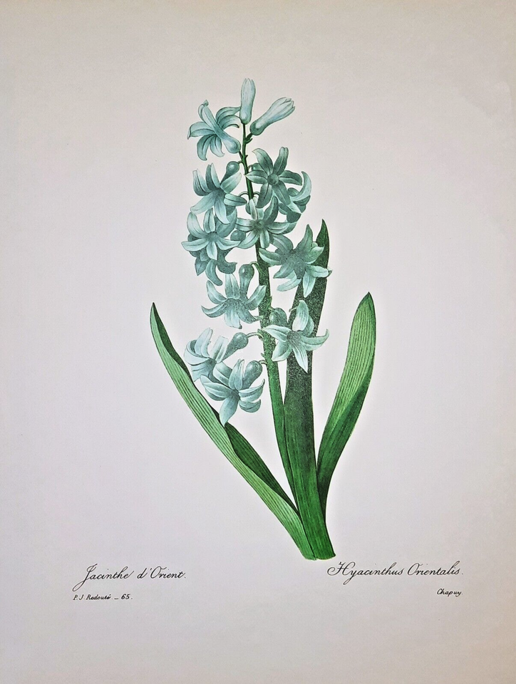 Pierre Joseph Redoute Botanical Flower JACINTHE D ORIENT Plate 65 ...