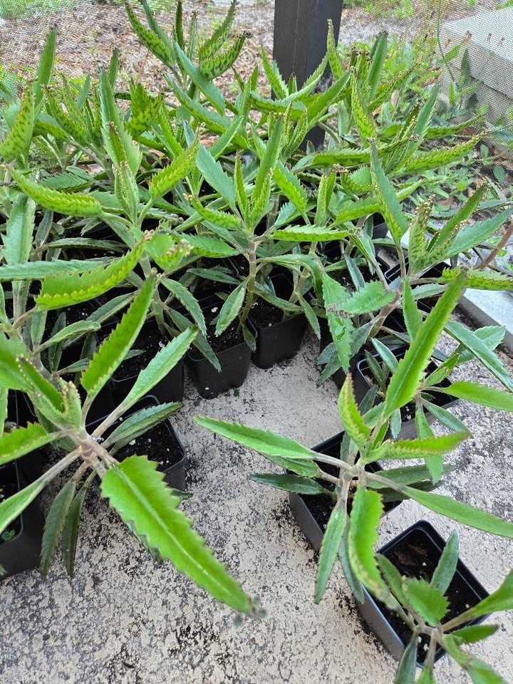LOT OF 5 Kalanchoe Mother of Thousands Succulent Alligator Plant LIVE ...