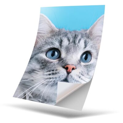 1 x Vinyl Sticker A4 - Blue Eyes Grey Tabby Cat Kitten #21661 | eBay UK