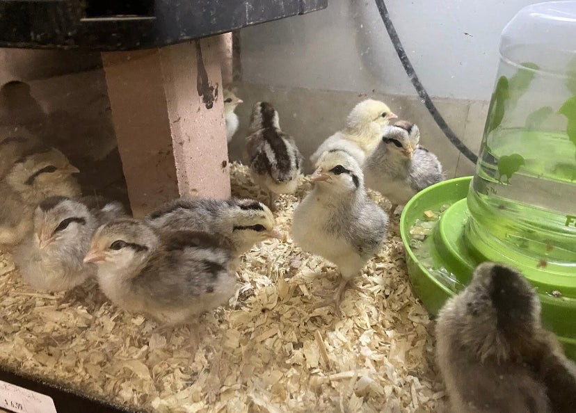 Farmer’s Choice Variety Pack Hatching Eggs | Chicken | Quail | Fertile ...
