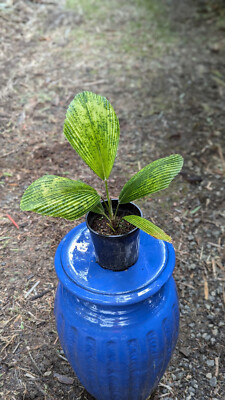 Licuala sp. Kalimantan "Peacock" Mottled | eBay