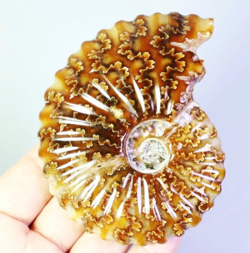 192g Collection ! Natural Ammonite Shell Fossil Crystal Stone Mineral ...