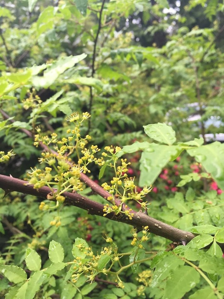 Sansho (Zanthoxylum piperitum, Japanese Pepper Tree) 4 Fresh Cuttings ...