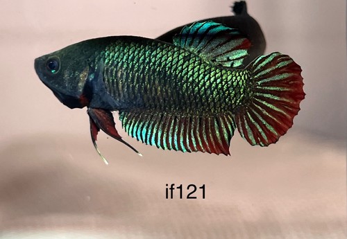BeTtA PlaKAt Fighter **VieTNaM**{Imported feMale} [if121] | eBay