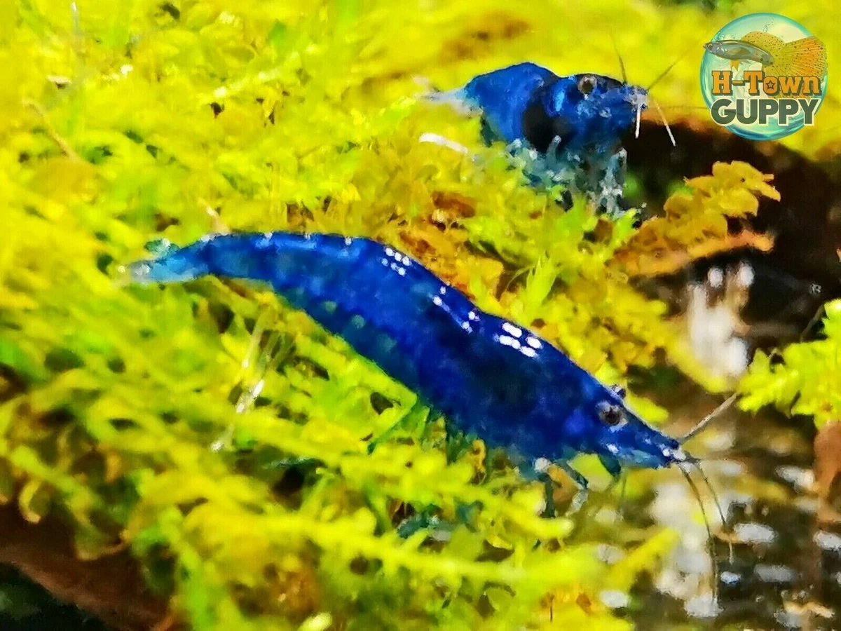 Blue Freshwater Shrimp