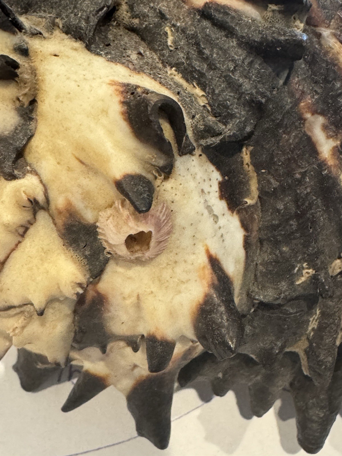 Hexaplex Radix Murex Natural Real Genuine Sea Shell 6” X 5”Nautical Beach | eBay