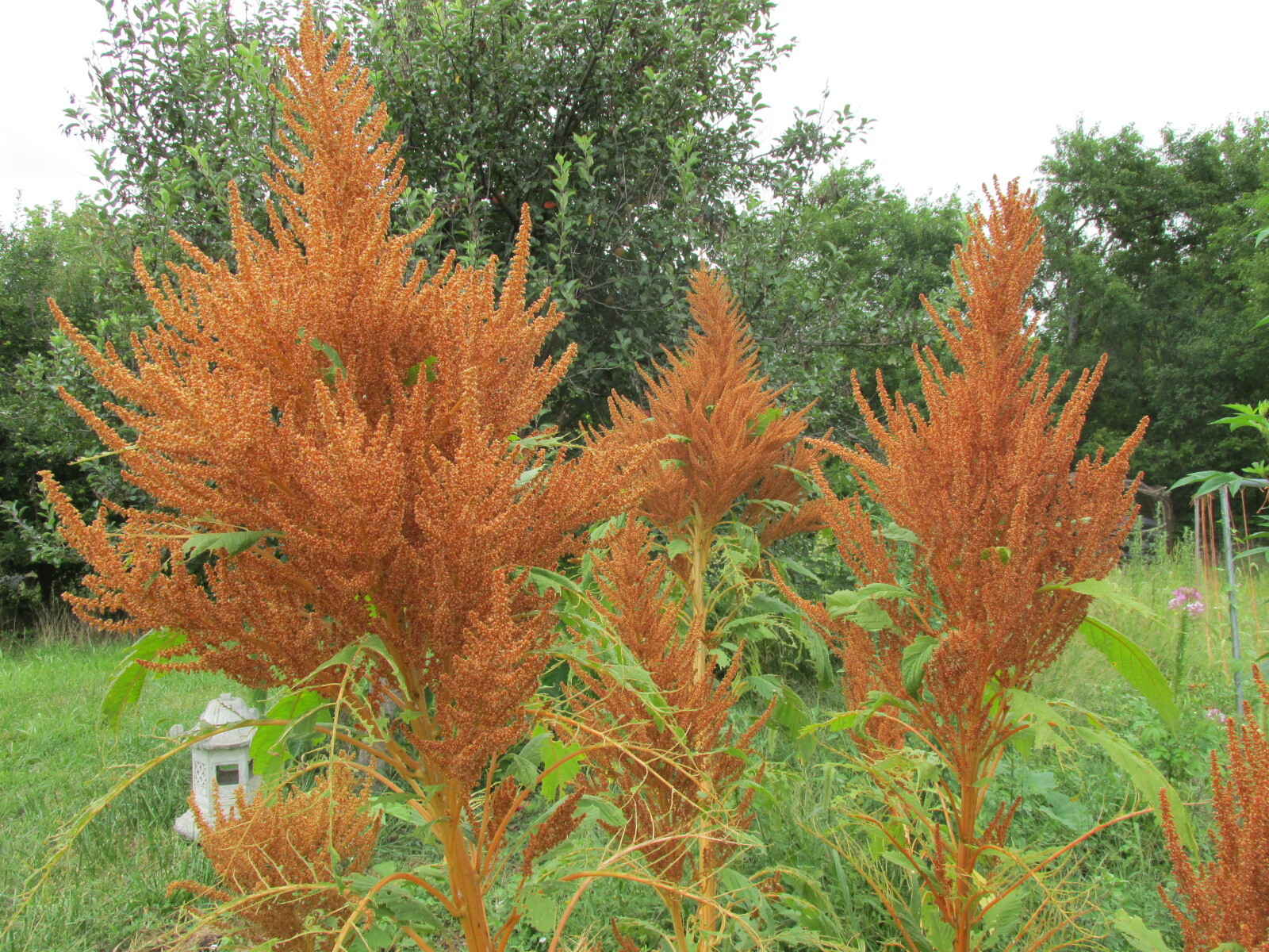 Golden Giant Amaranth seed (Amaranthus cruentus) 300 to 25,000 seeds | eBay