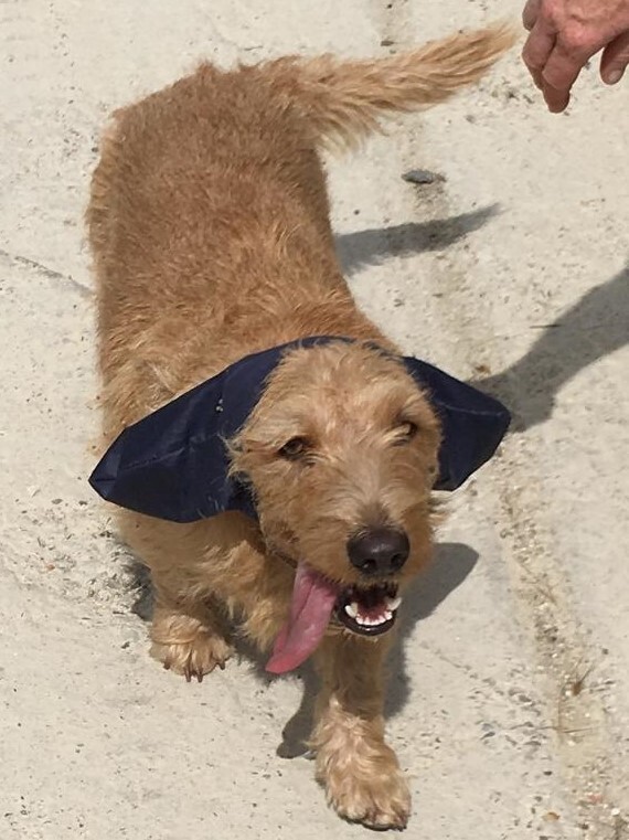 Dogs Ear Protectors/Protection Mutts Ear Mitts® Spaniel, Ear Cover/Hood ...