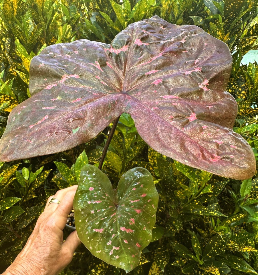 Caladium Established Variegated Aroid Indoor Outdoor Plant Corm | Colly ...