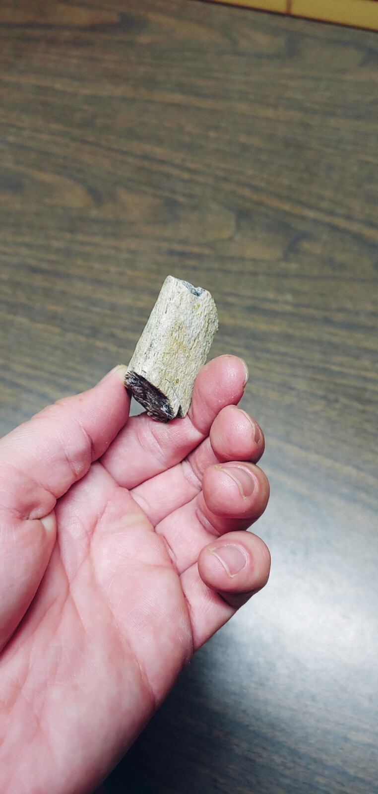 Rare T-Rex Fossil - Section of Rib Bone - dig site Wyoming ~ 65 Million ...