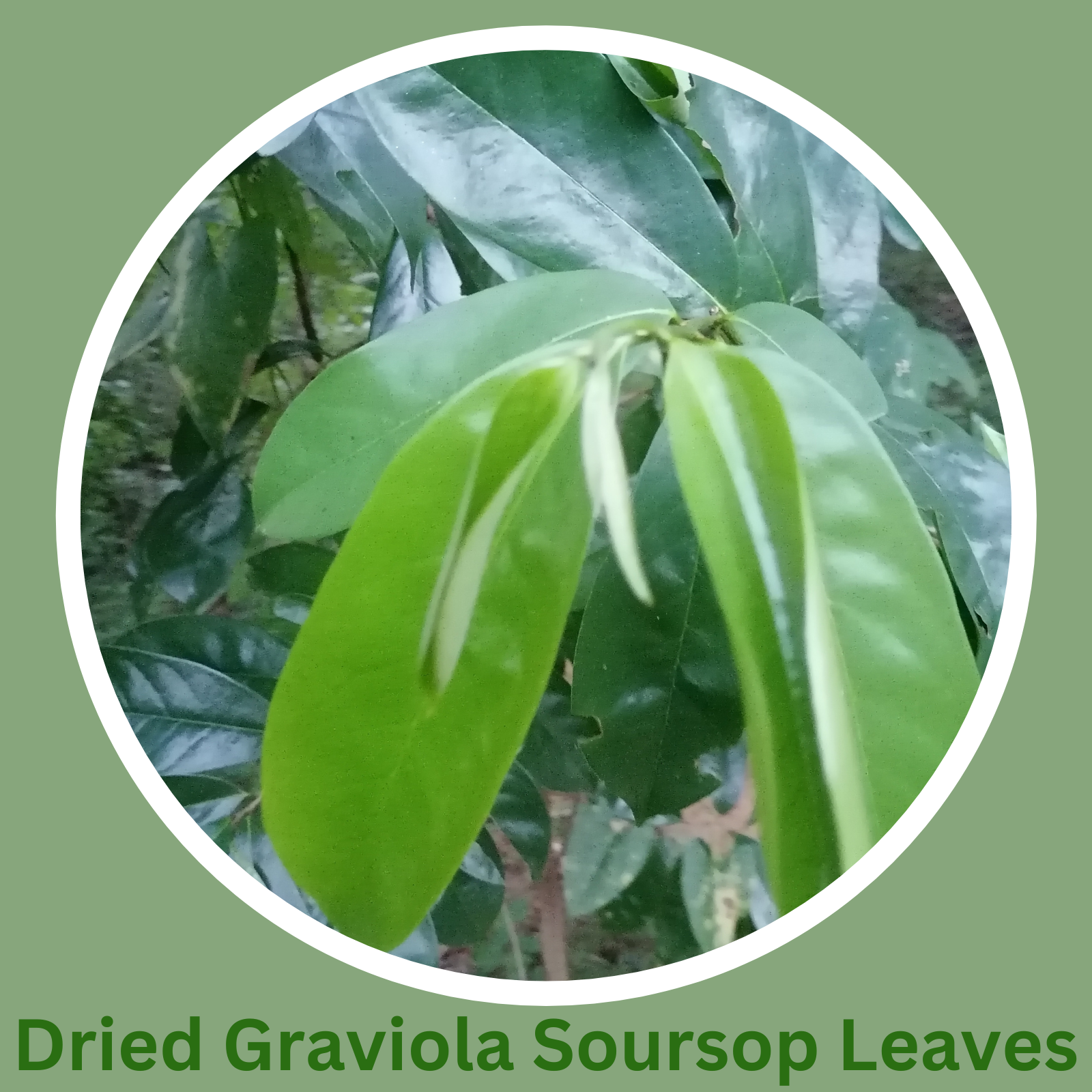 Dried Soursop Pure Organic Graviola Leaves Guanabana 100% Natural Leaf ...