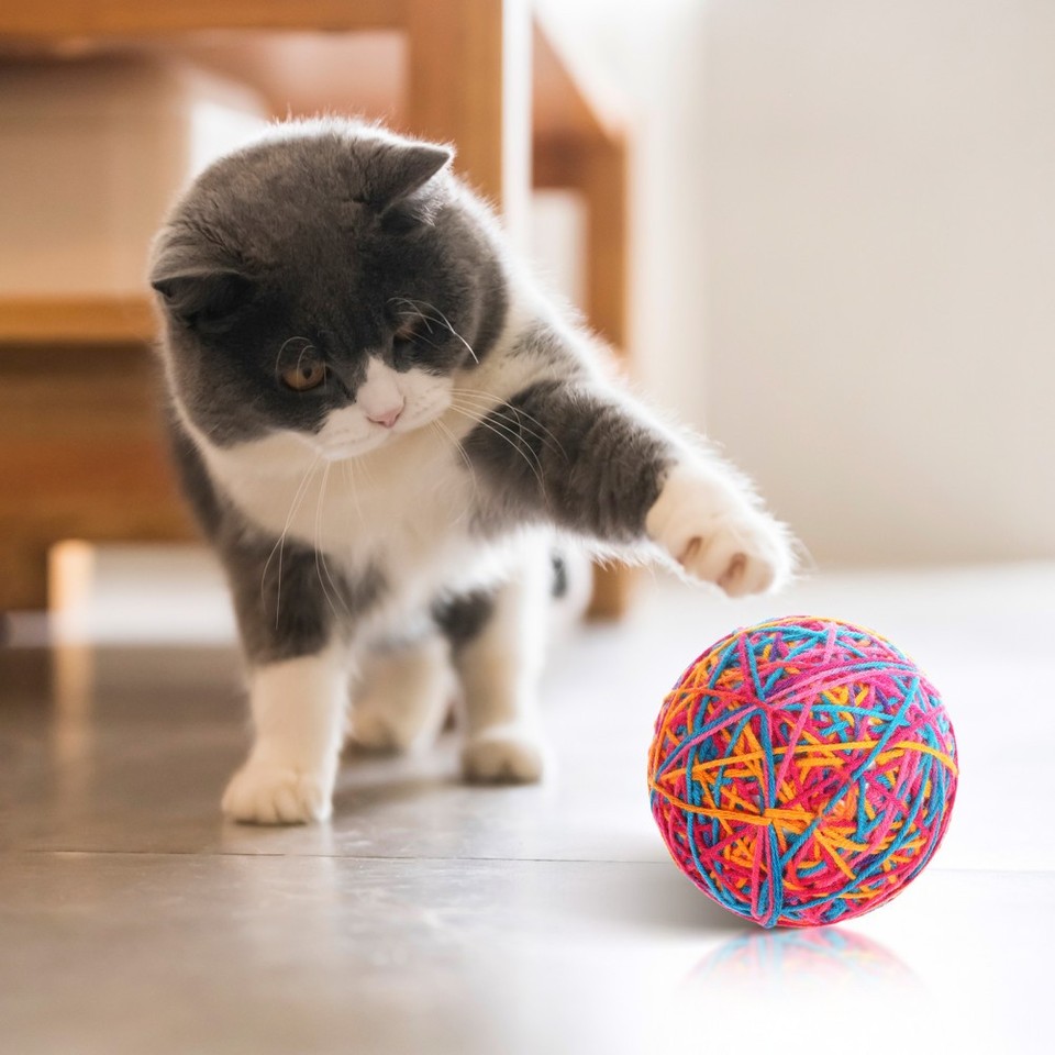 2Pcs Cat Woolen Yarn Ball Toy Interactive Toys Cat Chewing Wear-Resistant Ball | eBay Australia