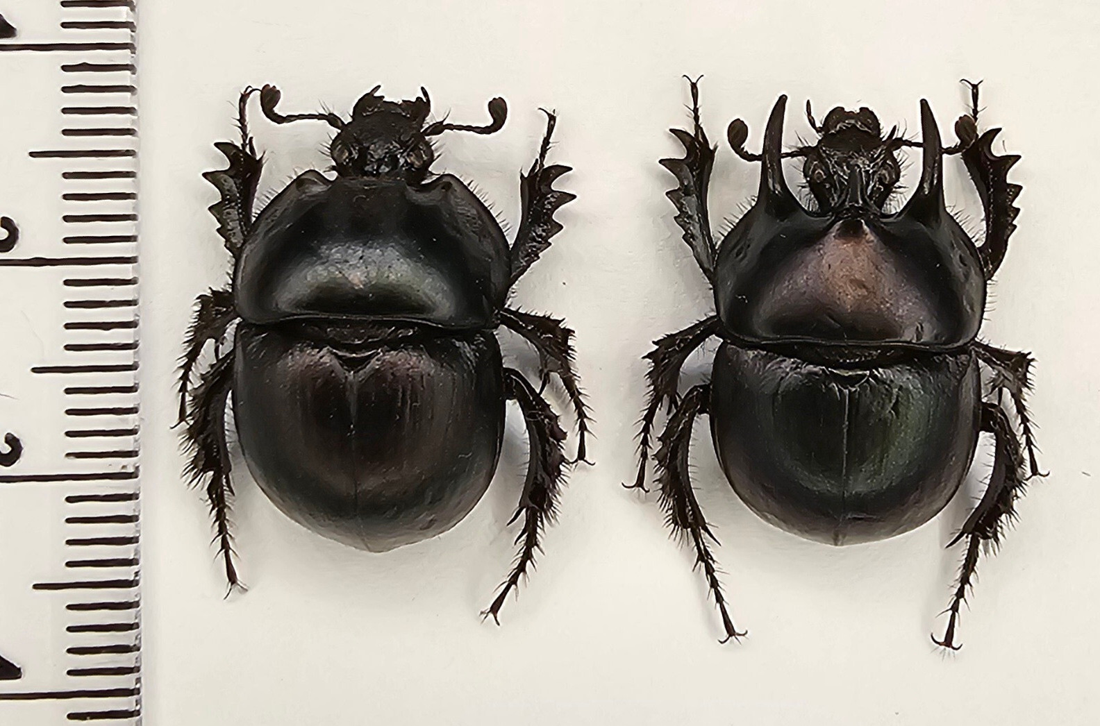 Scarabaeidae, Chelotrupes hiostius, A1-/A1 pair, Very rare, endemic ...