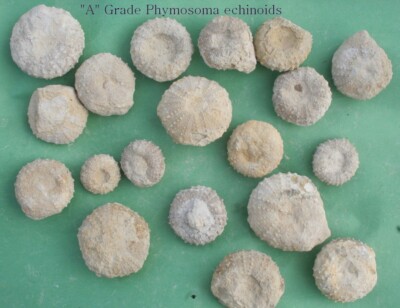 12 Phymosoma echinoids from Texas better grade Cretaceous period | eBay